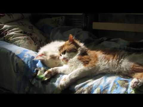 CATS PLAYING EACH OTHER - BİRBİRLERİYLE OYNAYAN KEDİLER