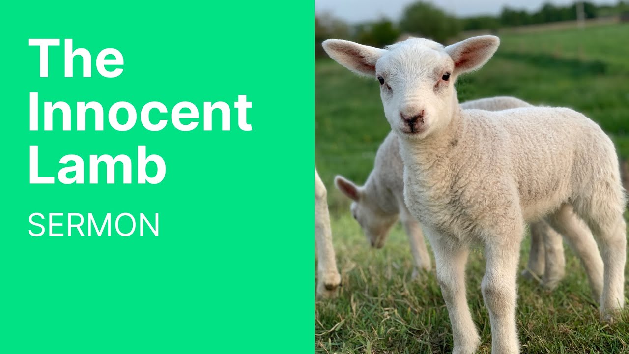 The Innocent Lamb // Sermon - YouTube