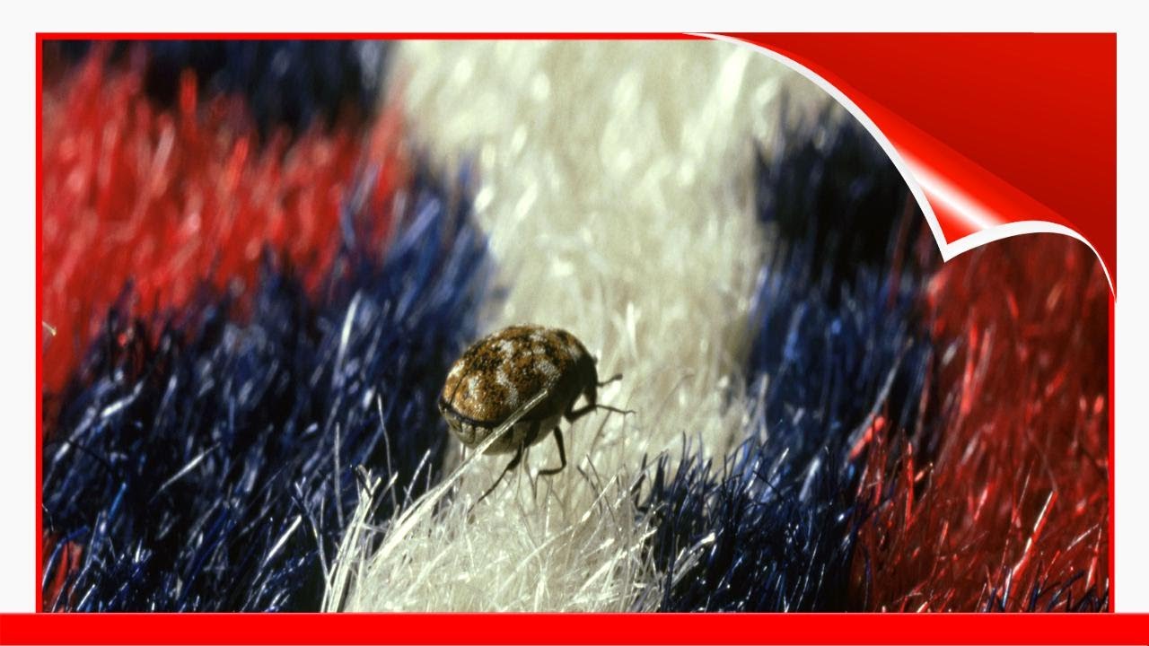 Get Rid Of Clothes-Eating Bugs Organically 🧧 - YouTube