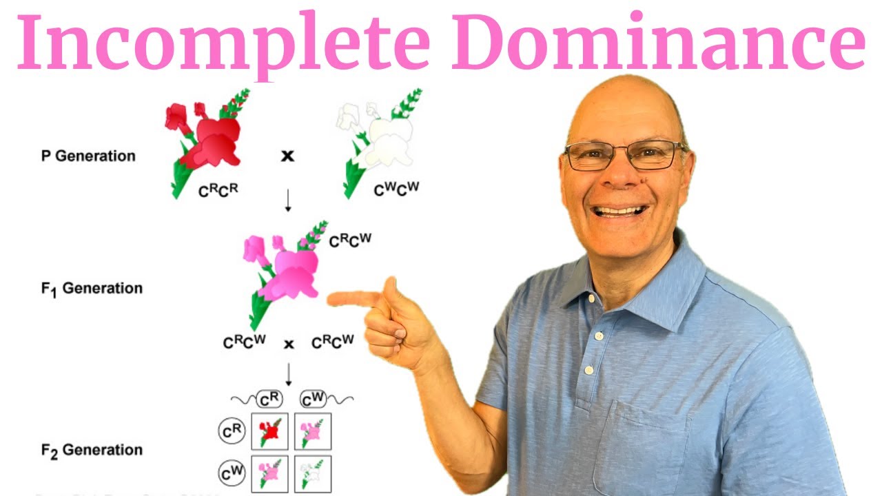 Incomplete Dominance: What you Need to Know for AP Bio - YouTube