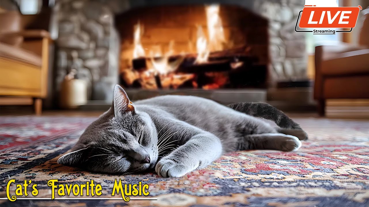 Soothing Cat Music: Calm Your Furry Friend with Relaxing Melodies for ...