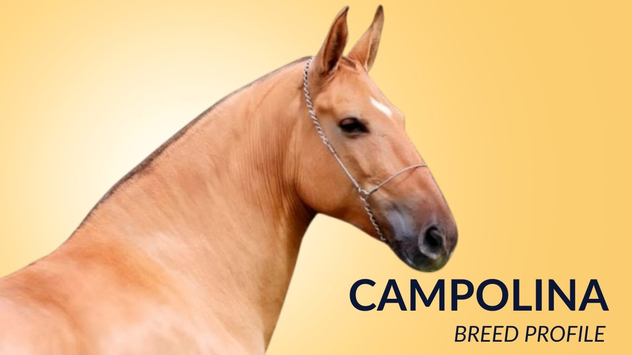 Campolina Horse Breed Profile History - Price - Characteristics ...