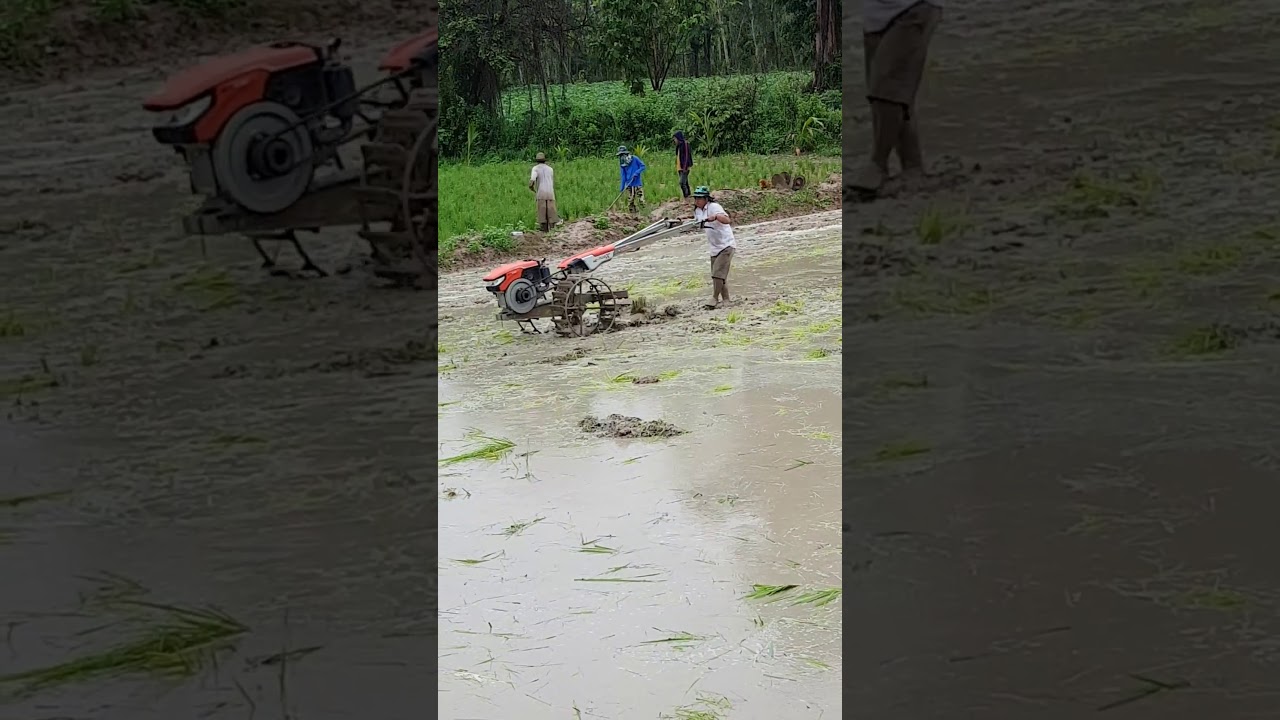 Leveling Rice Paddy - YouTube