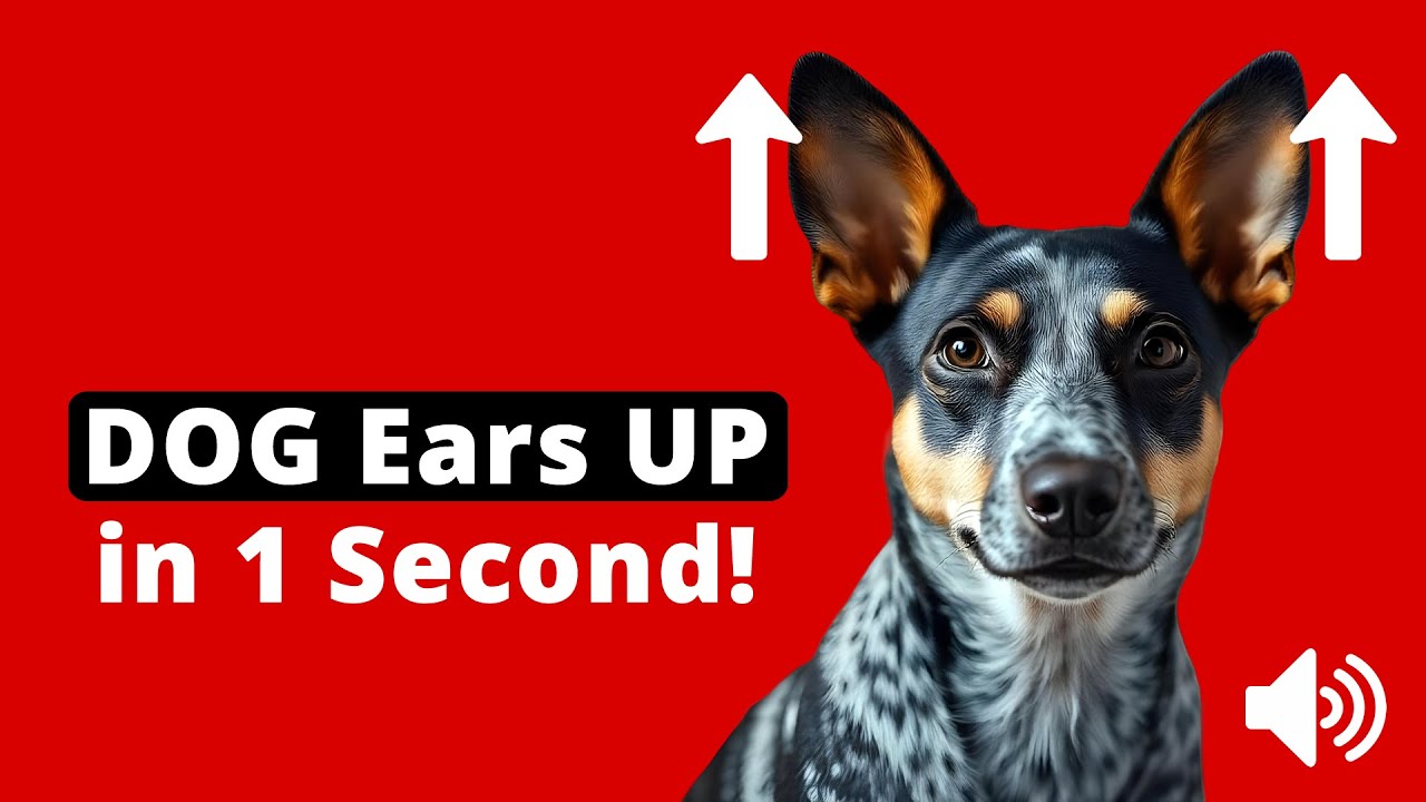 Sounds That Will Make Dogs Ears STAND UP 🐶 - YouTube