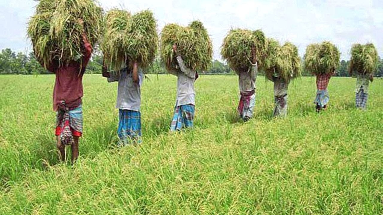 The Harsh Reality of Life As A Poor Village Farmers In Bangladesh ...