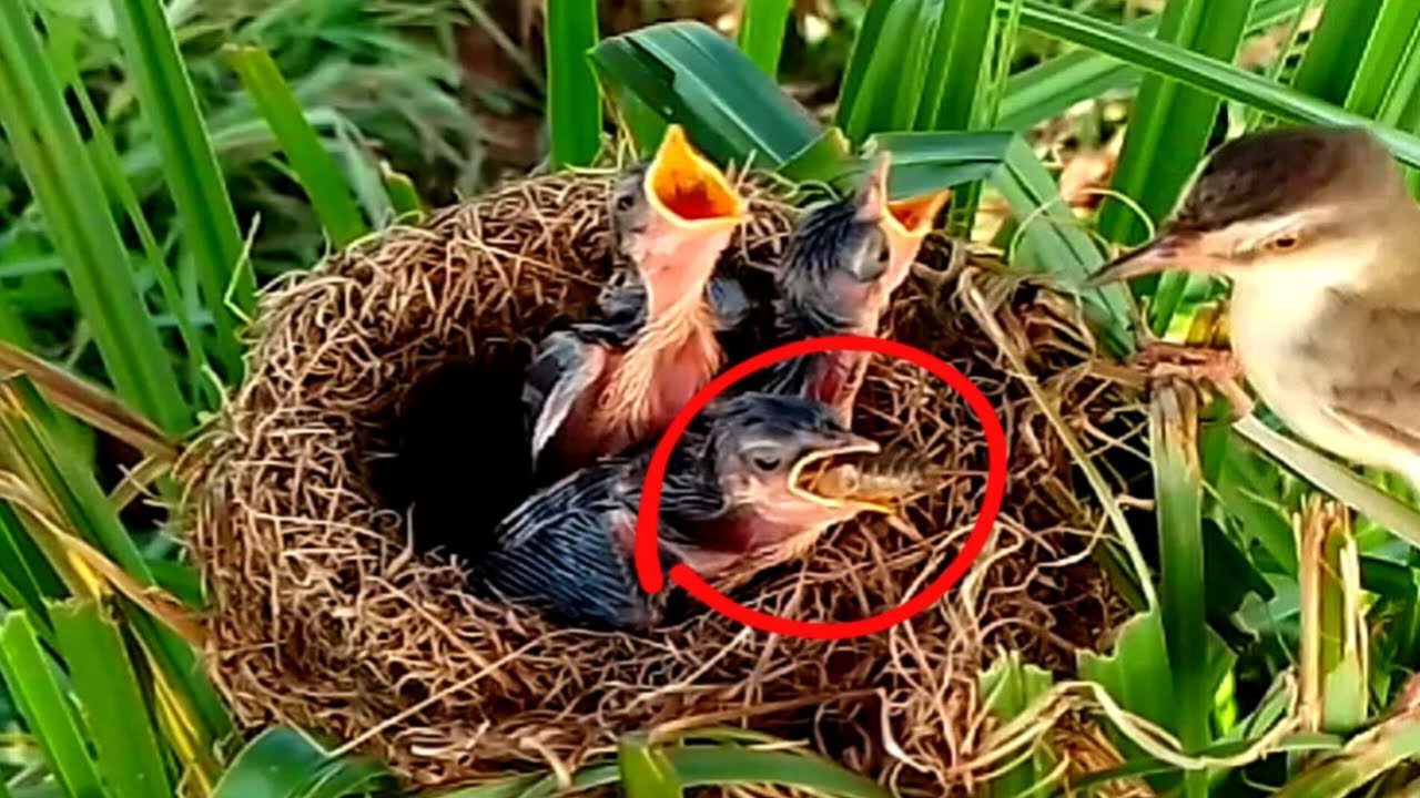Bar winged prinia Baby Birds try to swallow crickets bigger than their ...