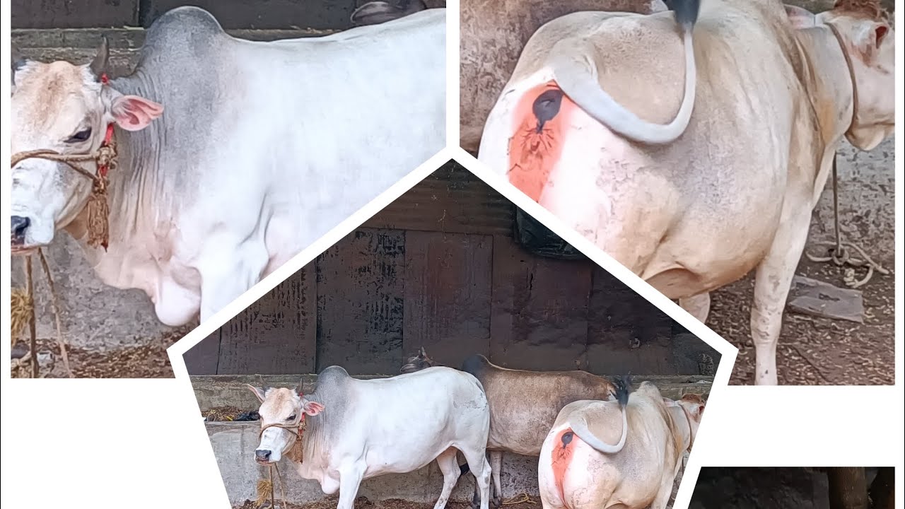 cow for sale kolkata heavyweight baachi booni - YouTube