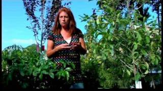 Growing & Caring for Trees : How to Grow Australian Tea Trees (Leptospermum laevigatum)