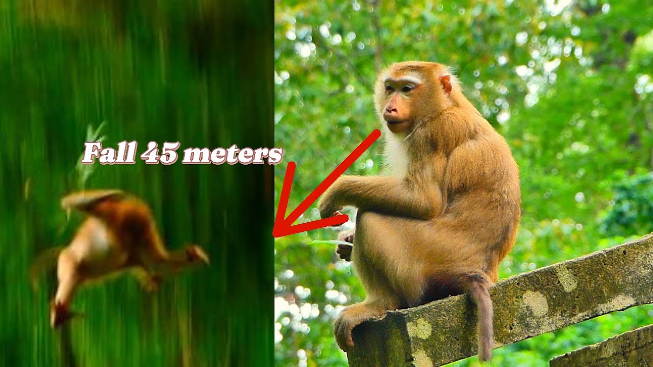 Fall 45 meters It's monkey negligence Luna monkey#babymonkey #animals # ...