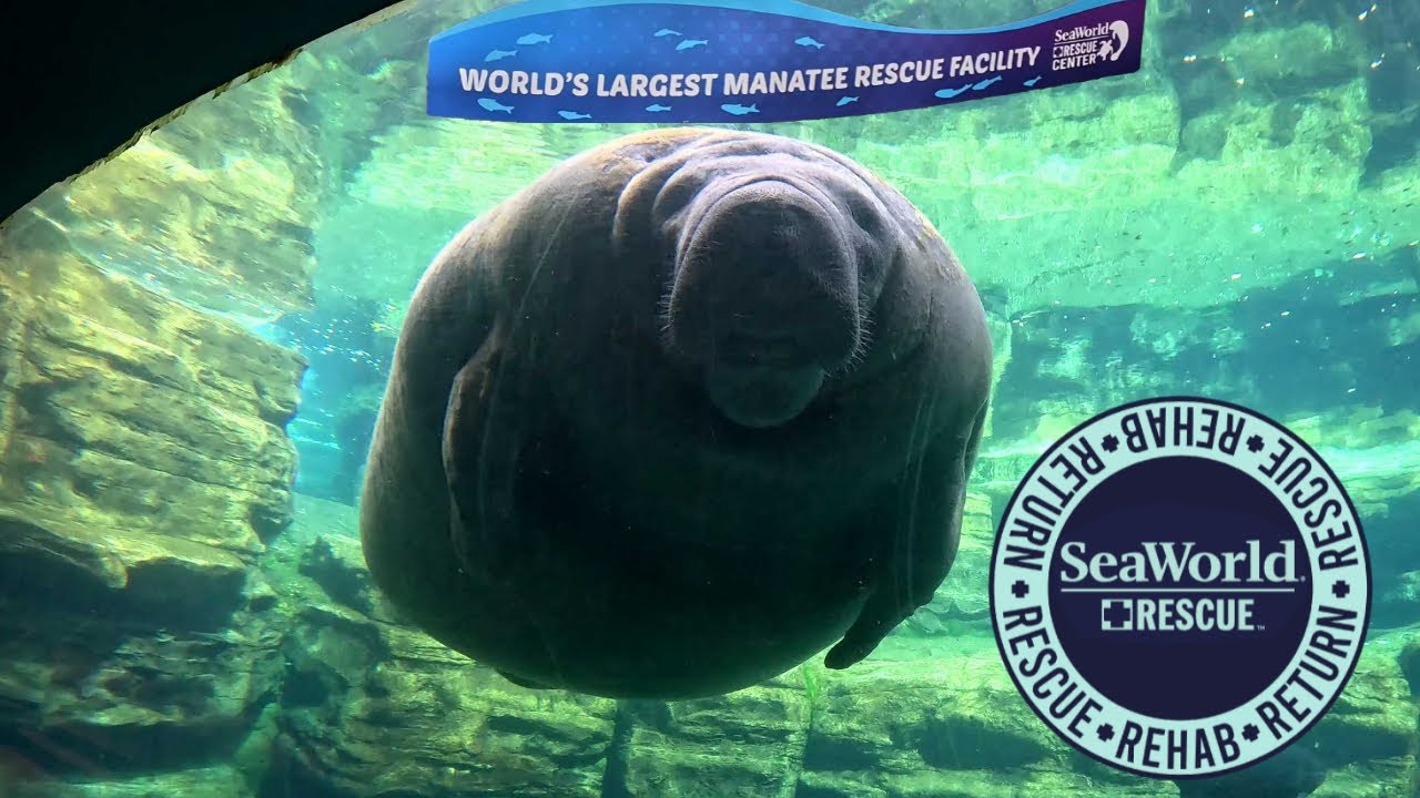 Manatee Rehabilitation Area & SeaWorld Rescue 4k Tour : Seaworld ...