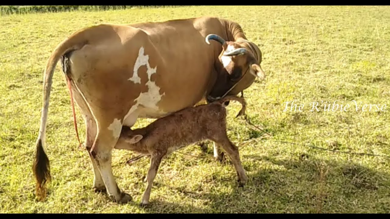 Cow gives birth of baby cow, Calf - YouTube