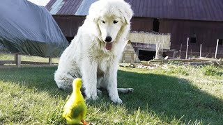Vermont | Gold Shaw Farm