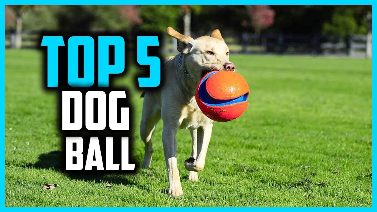 Top 5 Best Dog Ball in 2026 - YouTube