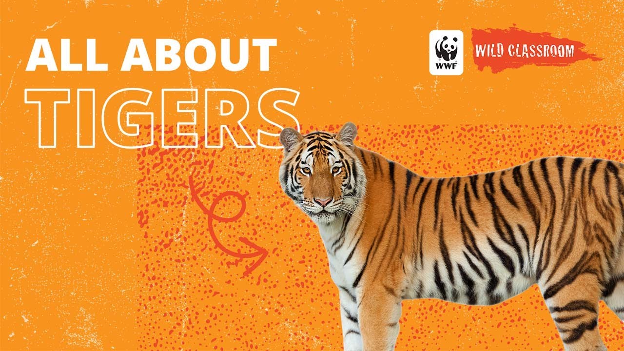 All About Tigers - YouTube