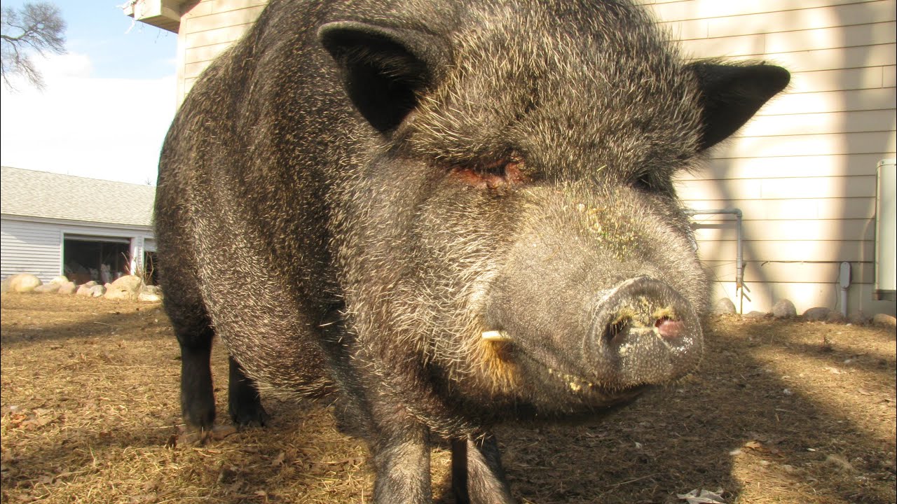 A Day in the Life of Albert the Pet Asian Razorback Pig! - YouTube