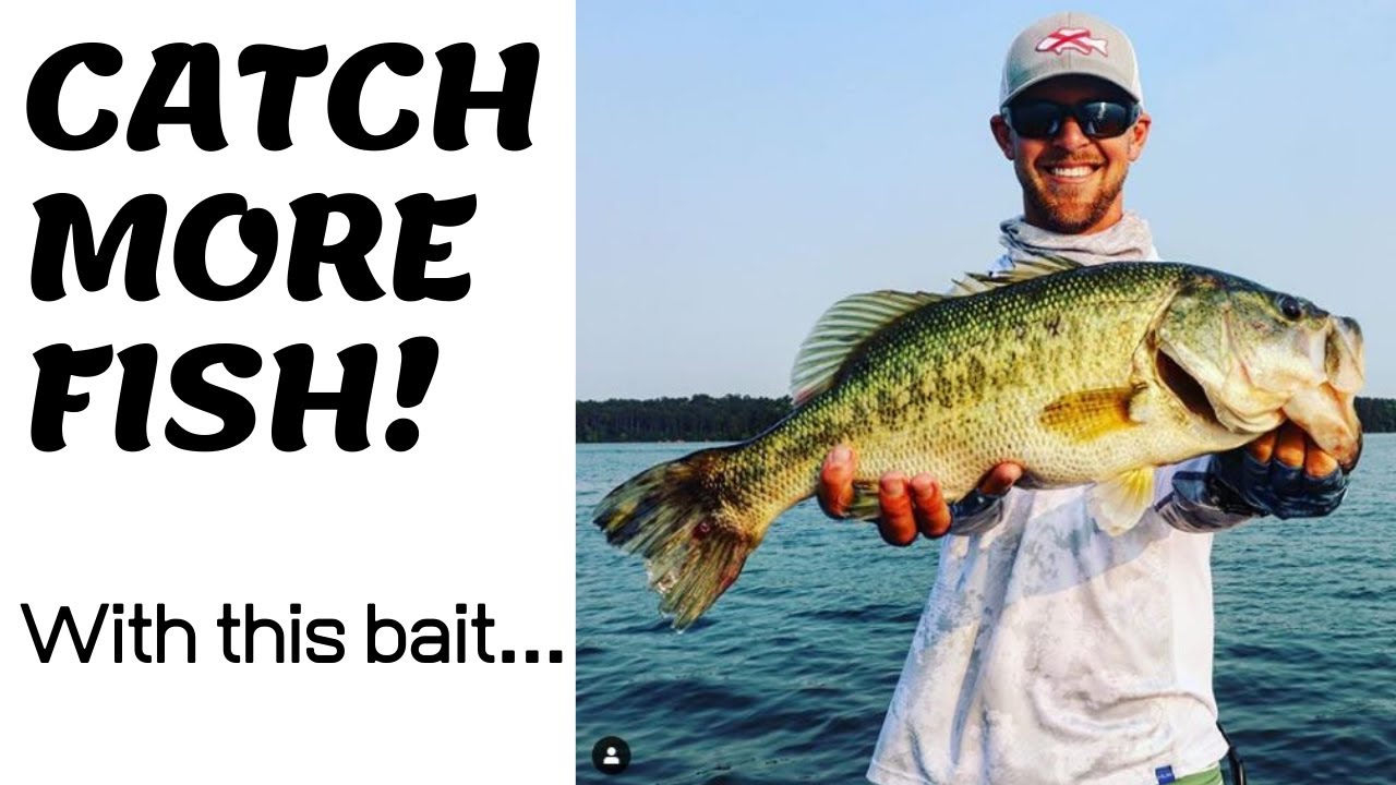How to CATCH MORE FISH with this BAIT - YouTube
