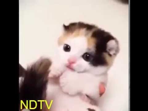 Tatli Kedi Çok Seveceksiniz İzleyin
