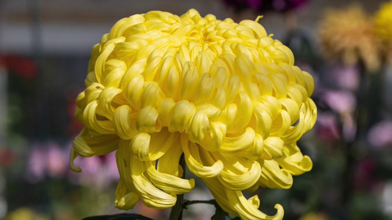 2020 Mum Show - YouTube