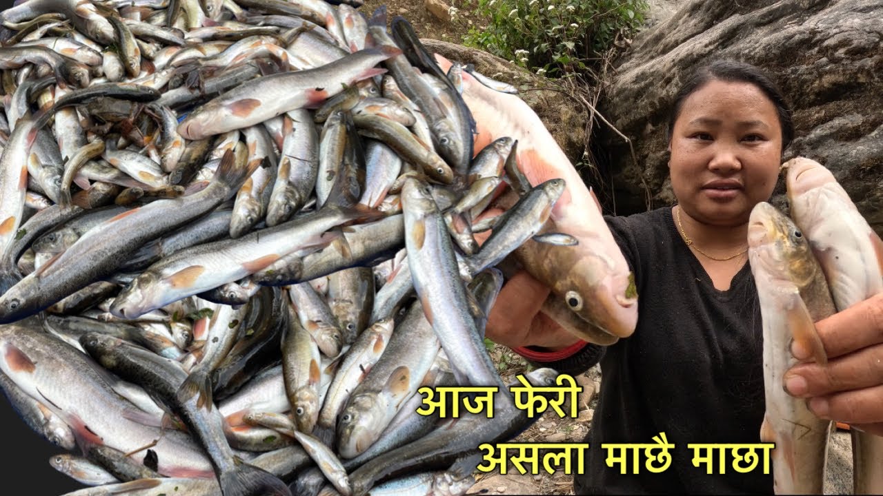 यत्रो विधि असला माछा यसरी छोपियो\ दरम खोलामा\ Asala fish catching in ...