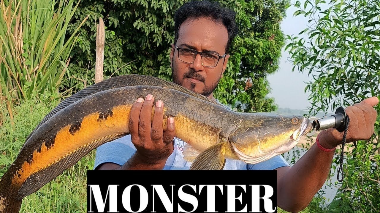 MONSTER SNAKEHEAD fish in summer vacation. . - YouTube