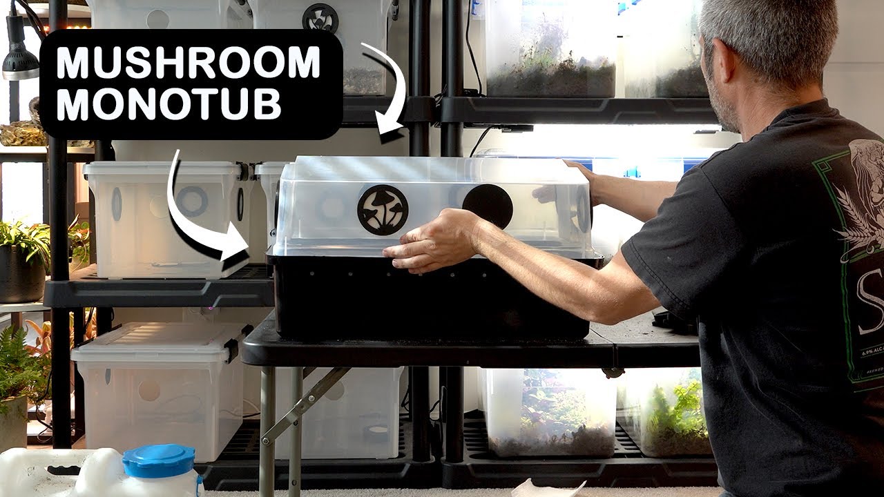 Spawning button mushrooms to bulk in a monotub (how to grow button ...