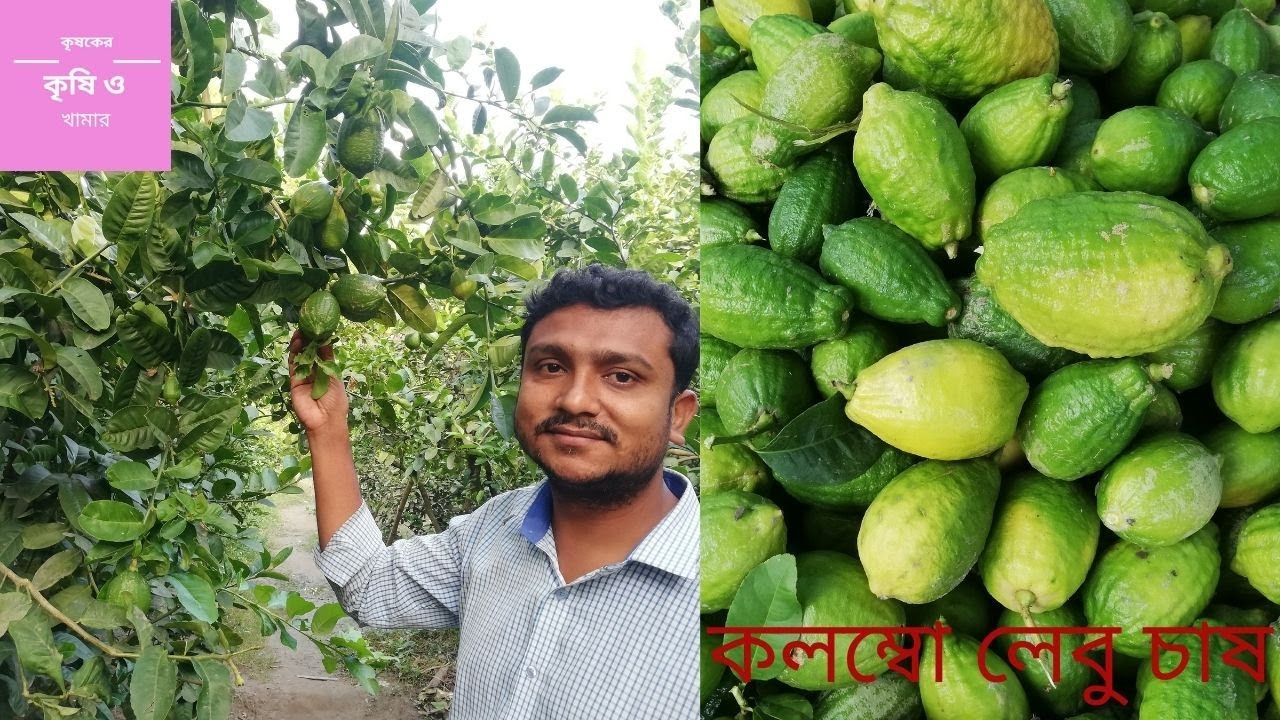 Lemon Garden । বারমাসি কলম্বো লেবু চাষ । Lemon Cultivation in ...