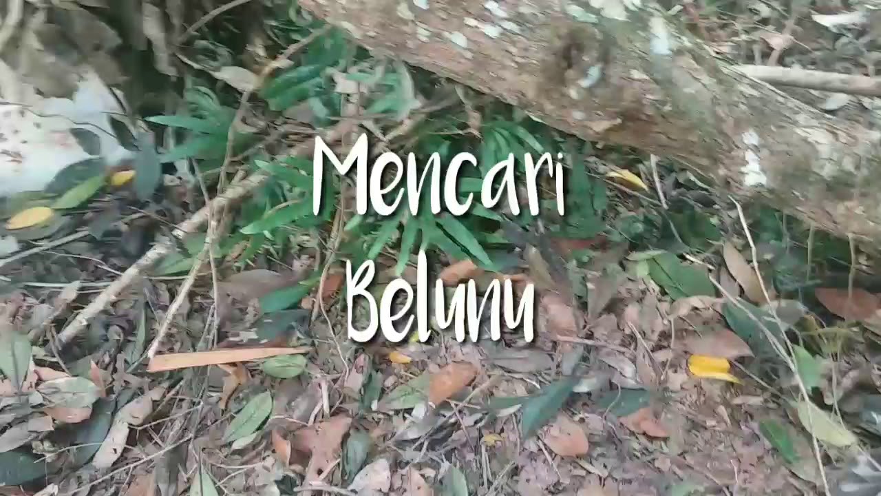 Mencari Belunu - YouTube