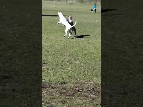 Pitbulls fight at the park - YouTube