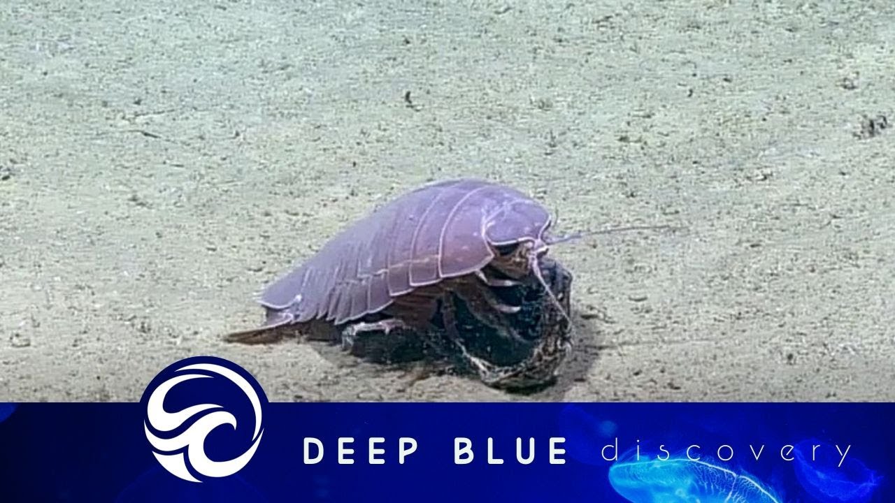 Jumping isopod in the deep (very deep) ocean - YouTube