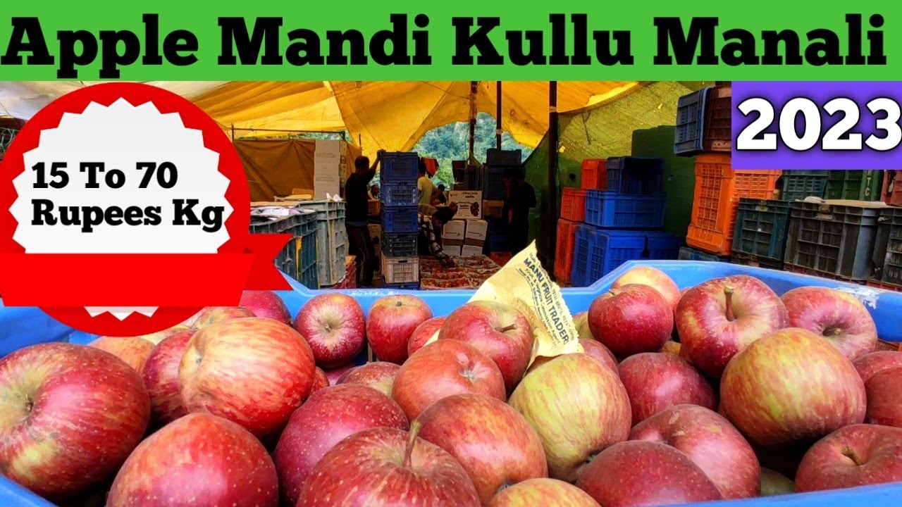 Apple Mandi of Kullu Manali Himachal Pradesh/ How To buy from fruits ...
