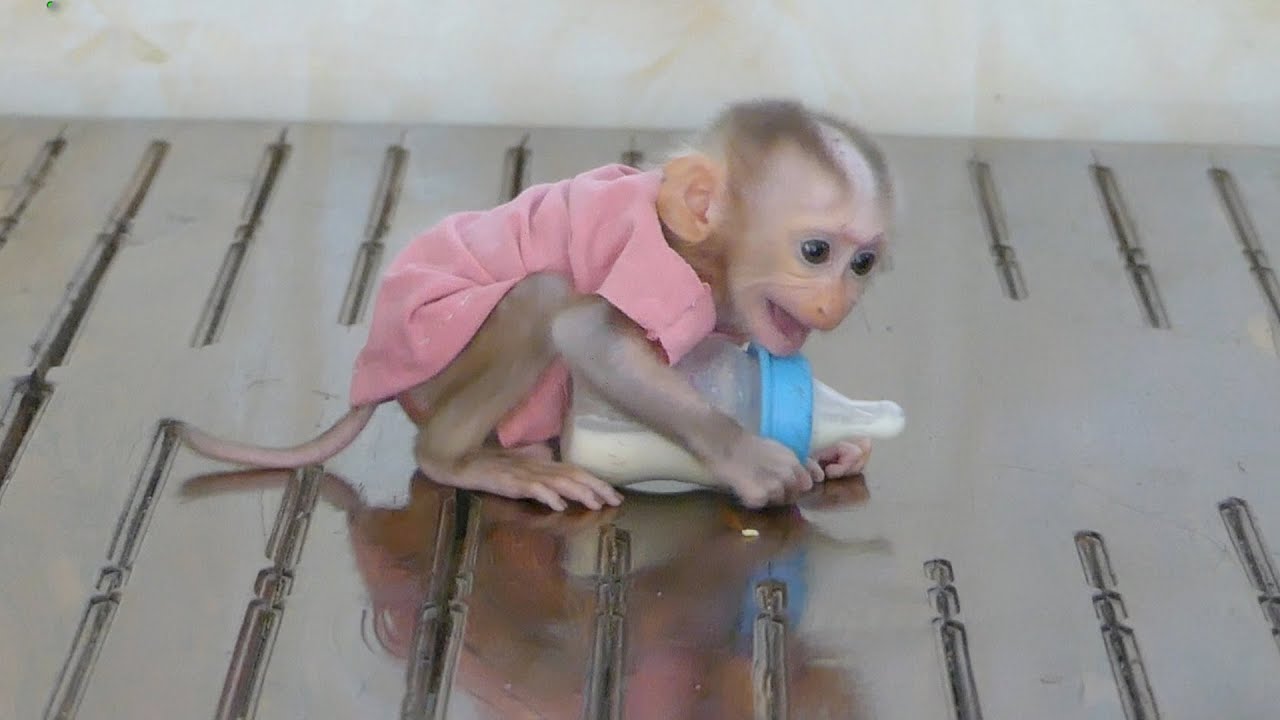 Giving food!! Cute Monkey Alan hungry drink milk - YouTube