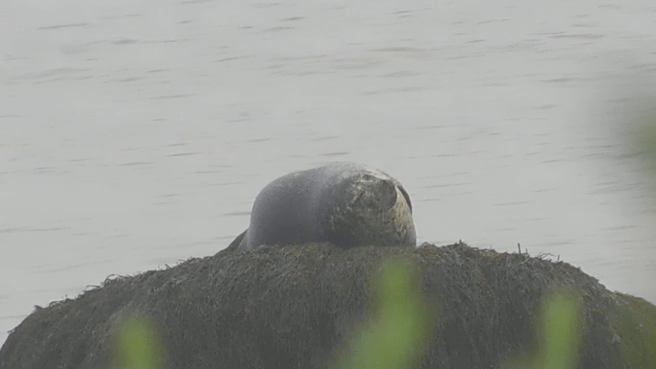 Seal/Shout out for channel: RACHEL BISAYA SIMPLY - YouTube