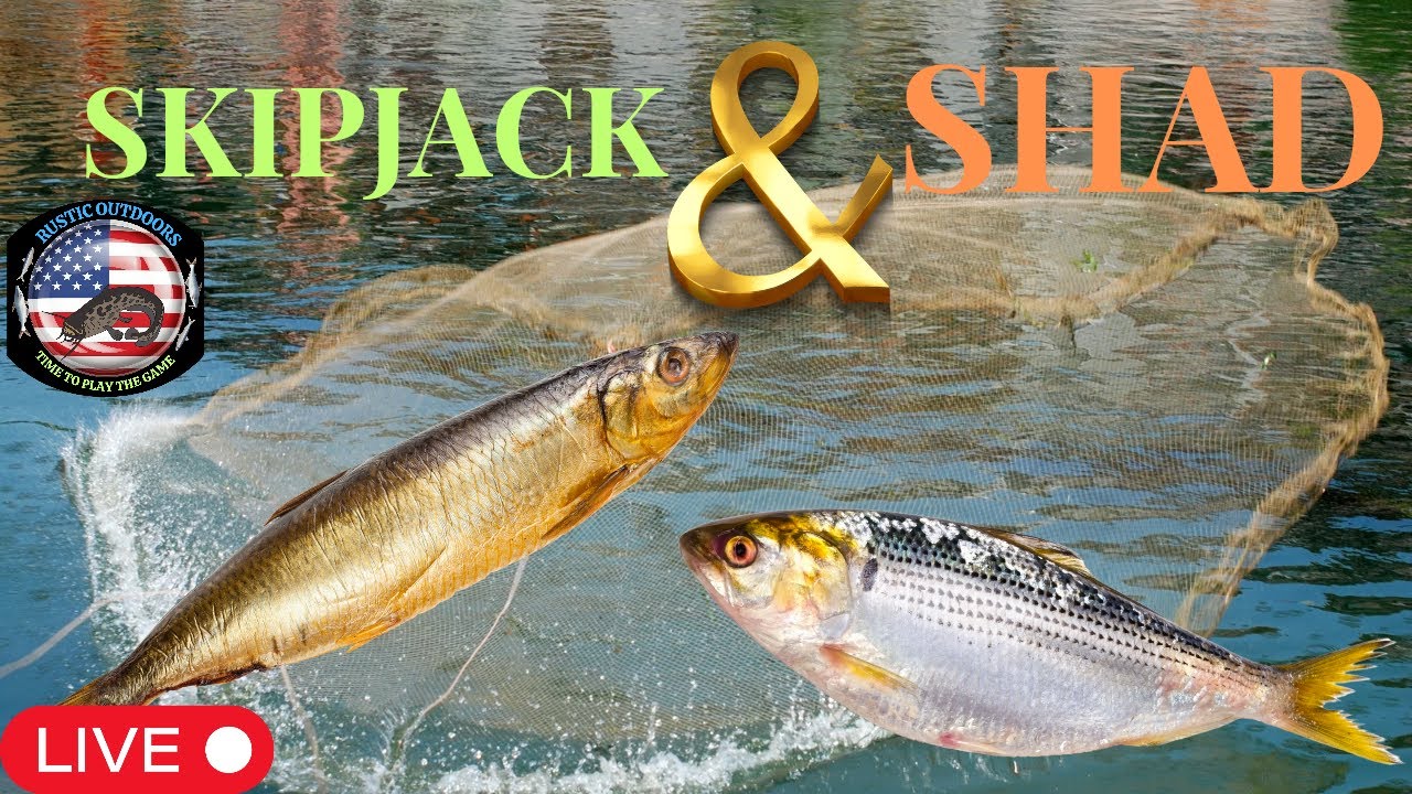 SKIPJACK & SHAD - YouTube