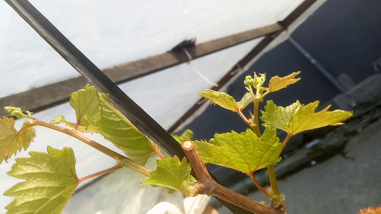 Anggur Akademik - Hari Ke 7 Setelah Pangkas ( Terlihat Bunga / Bakal ...