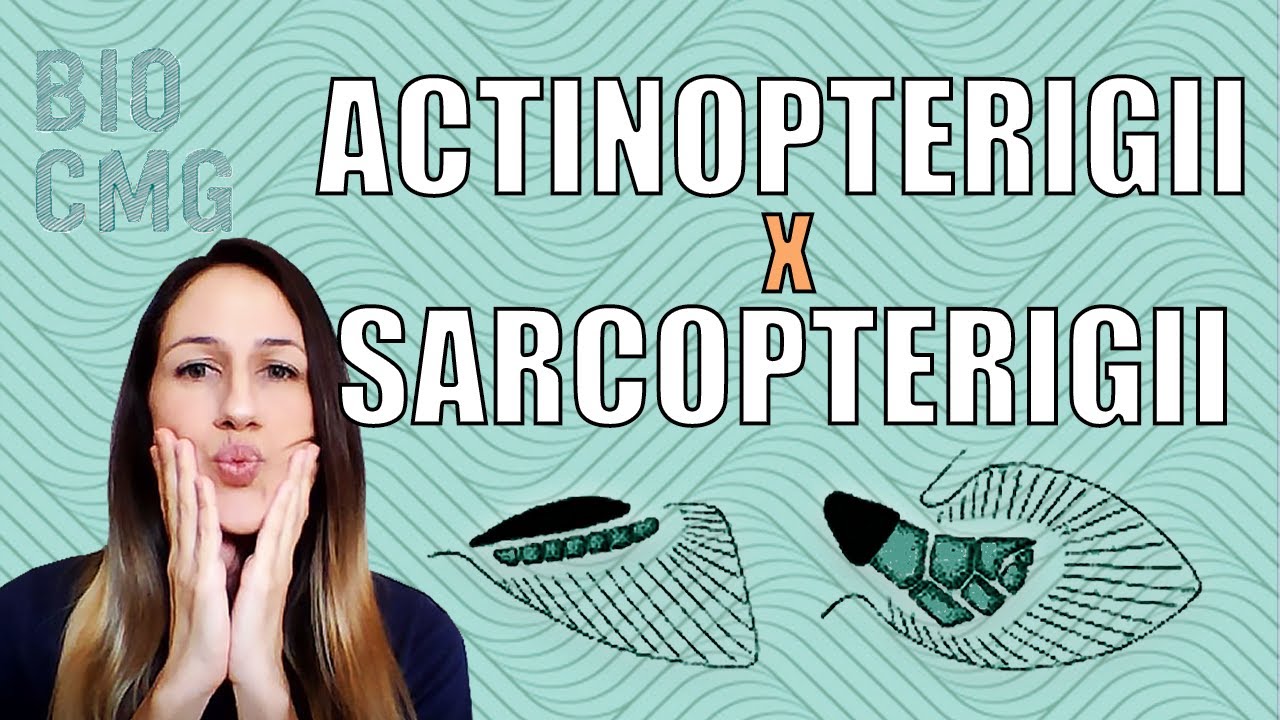 Actinopterygii x Sarcopterygii: diferenças das linhagens dos peixes ...
