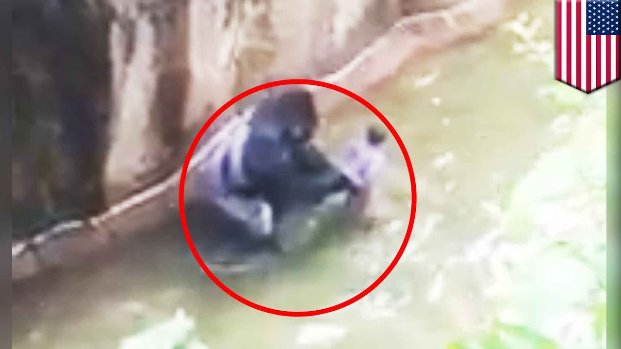 Harambe: How it went down - TomoNews - YouTube