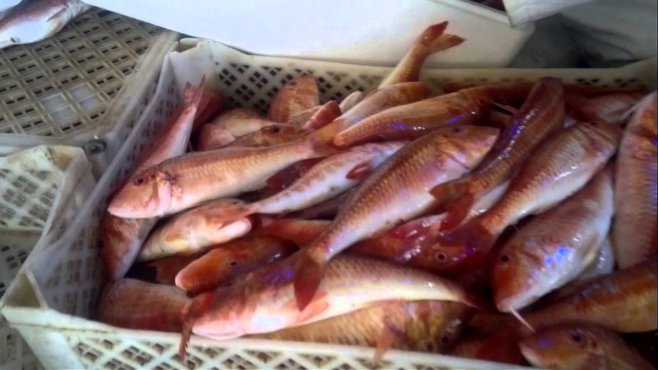 Red Mullet (Goat Fish)-Rouget - YouTube
