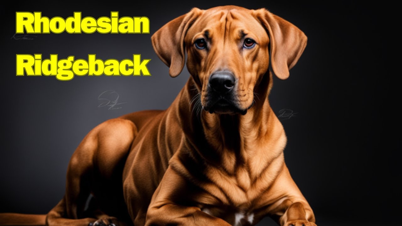 How to train a Rhodesian Ridgeback? - YouTube