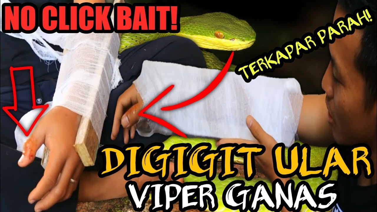 TERKAPAR! EFEK GIGITAN ULAR VIPER HIJAU EKOR MERAH! (CARA MENANGANI ...
