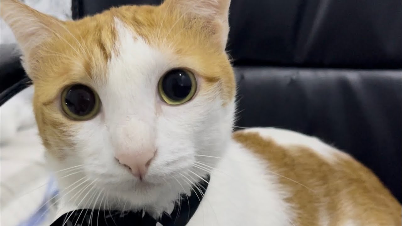 Mr. Fresh The best cat reaction video (Too Much Cuteness) - YouTube