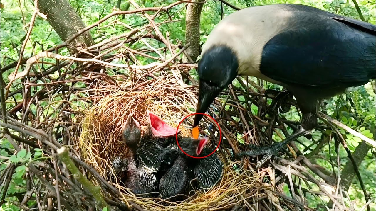 Little Crows Love Egg Meal Time Crow Feeds @animalswithbirds - YouTube