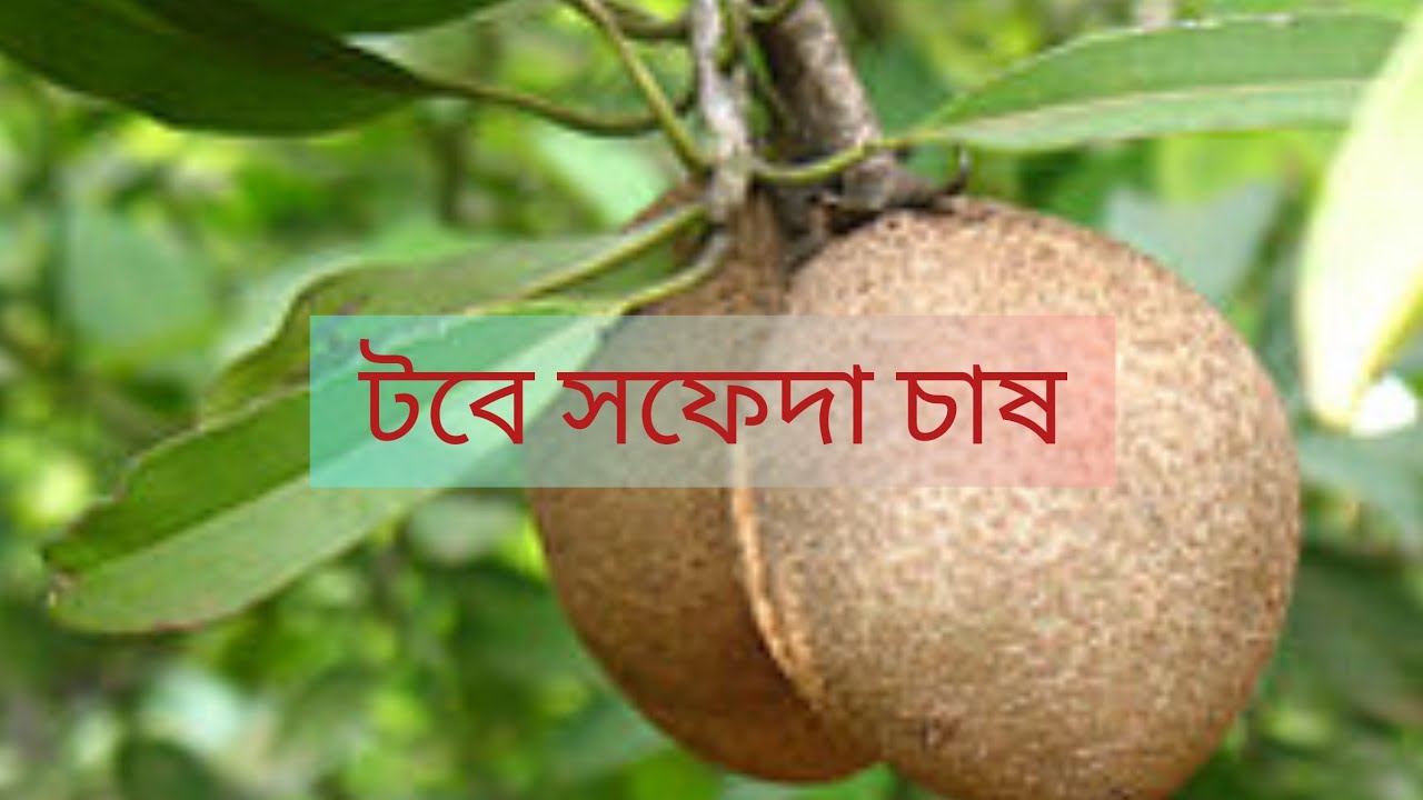 How to take care of sofeda tree? Full details video coming soon. সফেদা ...