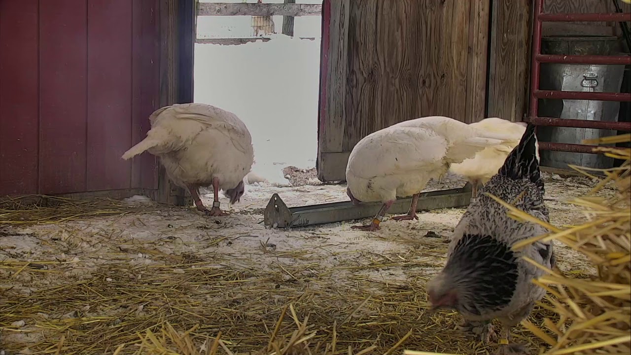 Turkey Barn Cam 03-06-2018 12:19:07 - 13:19:08 - YouTube