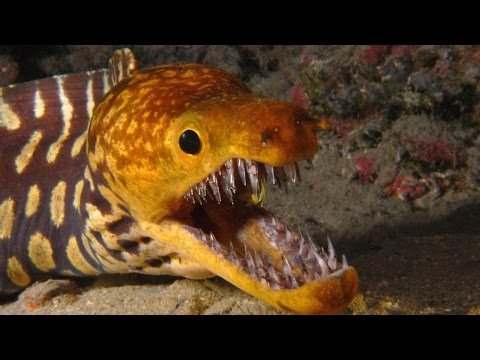 Denizin Derinliklerindeki En Korkunç 10 Yaratık