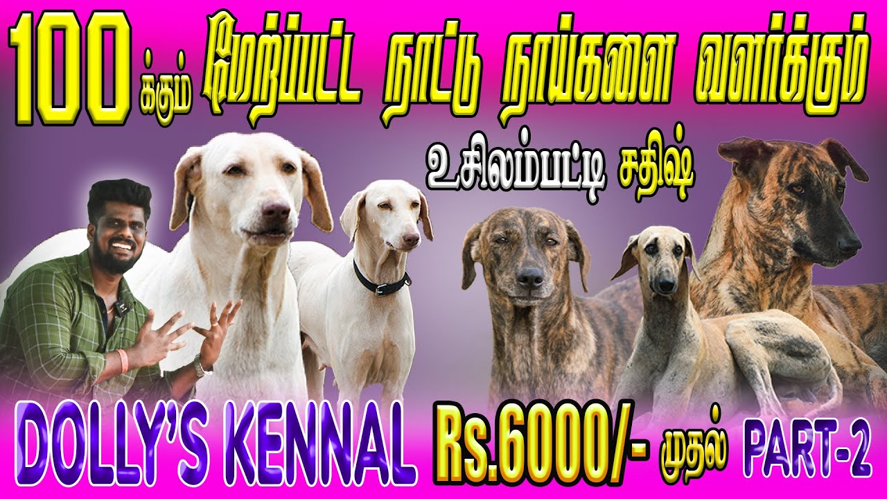 அனைத்து நாட்டு நாய்களும் ஒரே இடத்தில் | DOLLY'S KENNEL | Usilai Satiesh ...