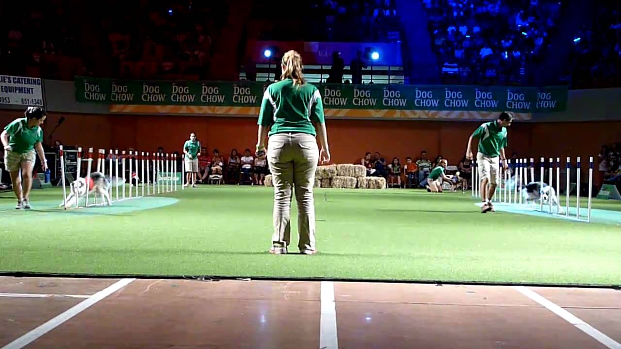 Dogs: The Incredible Dog Show, Weave Pole Racing - YouTube