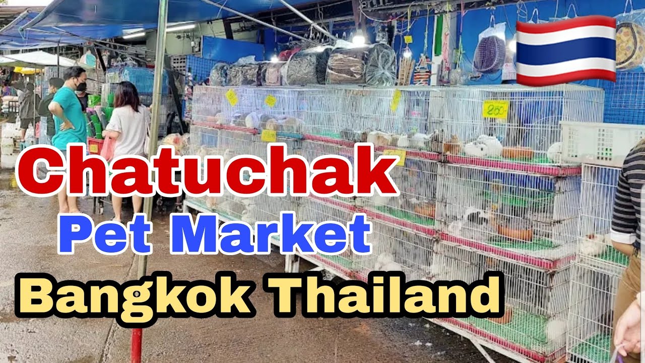 Chatuchak Pet Market|Bangkok Thailand/🦁Animals zone#vlog #market # ...