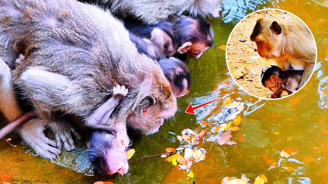 After Vomiting By Poison Food, Mother Monkey Take Her Kid To Clean And ...