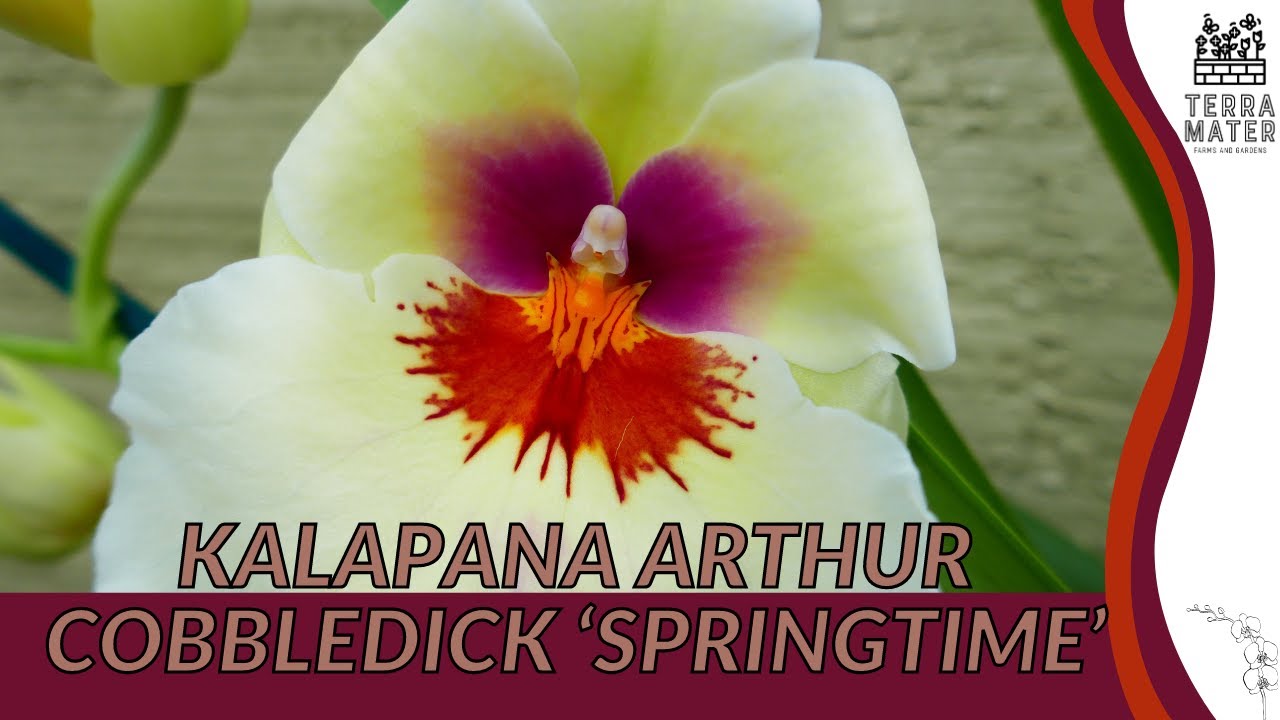 Introduction to KALAPANA 'ARTHUR COBBLEDICK' SPRINGTIME: Plant Profile ...
