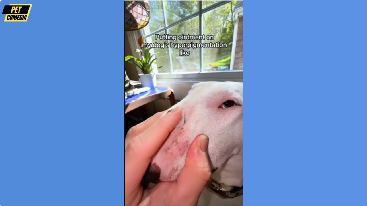 Hilarious Funny Dog Compilation| Cutest and Funniest Dogs Ever ...